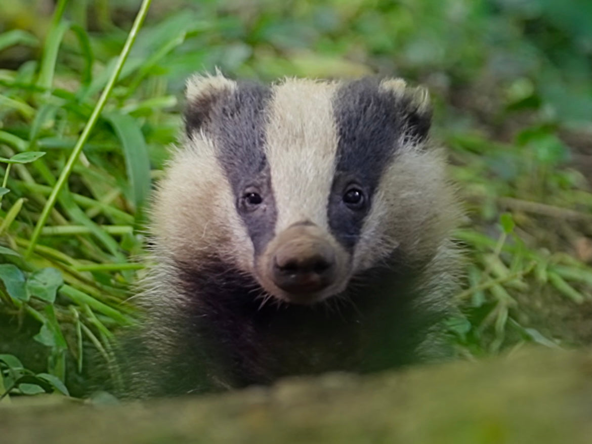 POV: Bovine TB and the badger cull – Martin Aveling