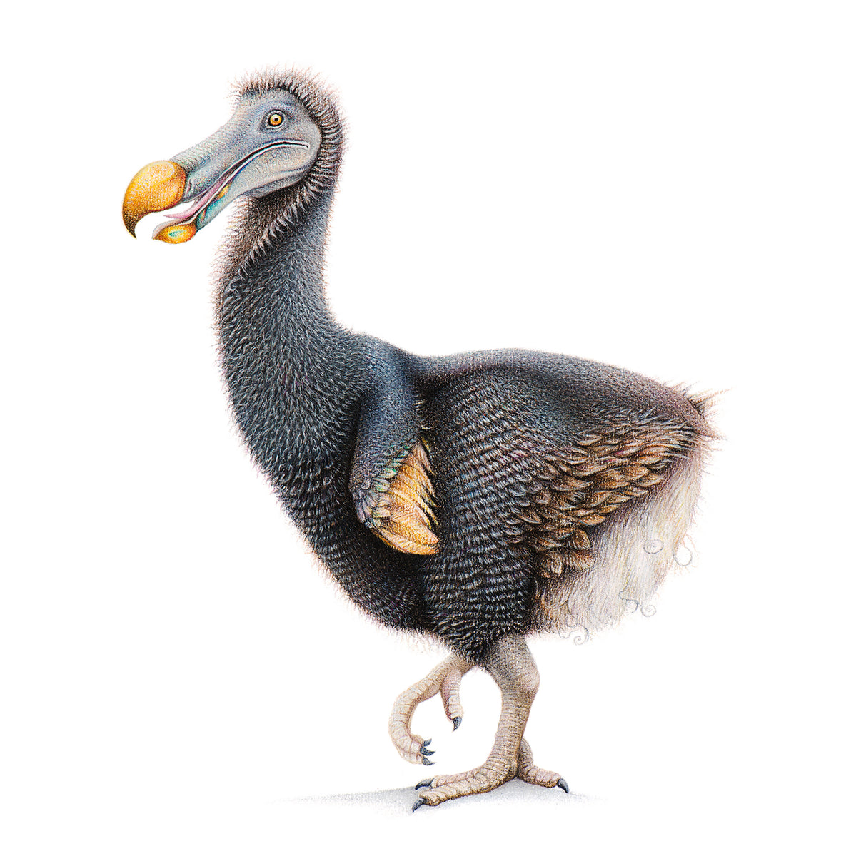 dodo art – Martin Aveling